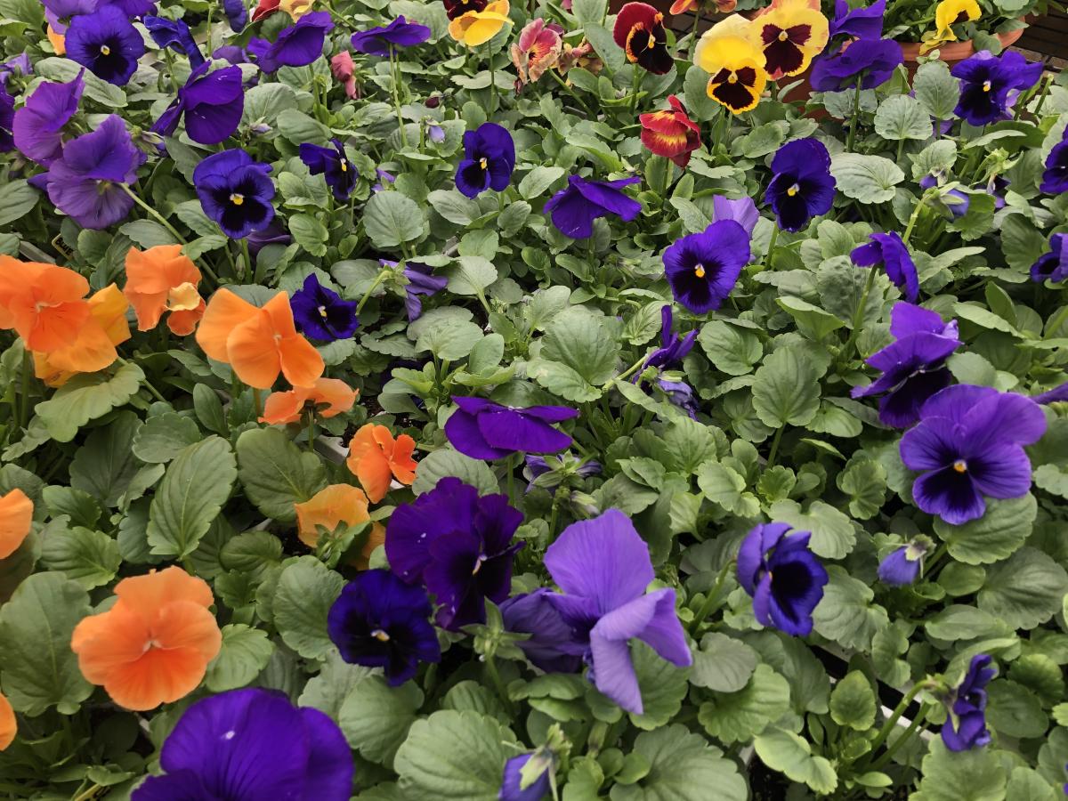 Pansy 6-Pack | Spring Annuals | Annuals | Plants & Flowers | Niemey...