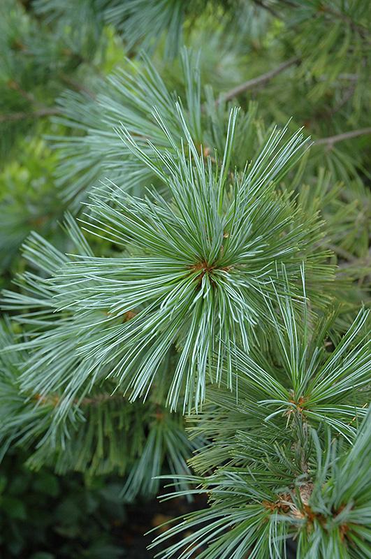 Pine 'Vanderwolf's Pyramidal' | Evergreens | Trees | Plants & Flow...