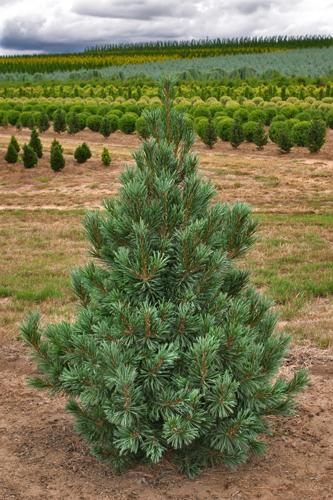 Pine 'Vanderwolf's Pyramidal' | Evergreens | Trees | Plants & Flowers ...