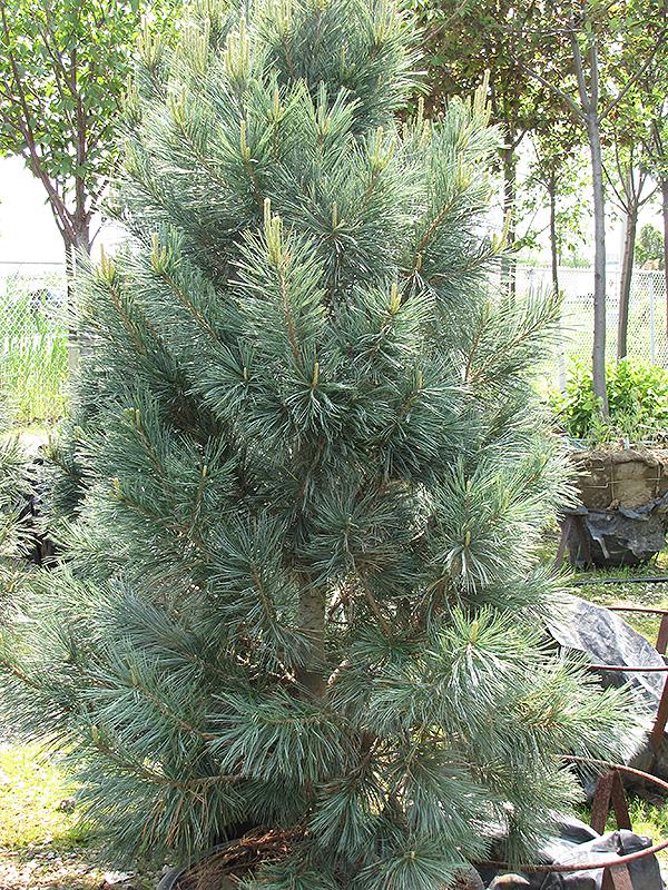 Pine 'Vanderwolf's Pyramidal' | Evergreens | Trees | Plants & Flow...