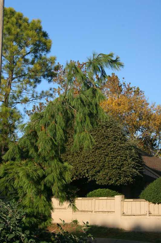 Pine White 'Weeping Pendula' | Evergreens | Trees | Plants & Flowe...