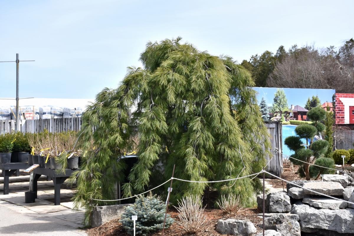 Pine White 'Weeping Pendula' | Evergreens | Trees | Plants & Flowe...