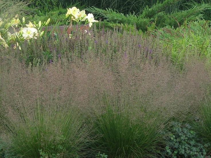 Prairie Dropseed 'Tara' | Grasses | Plants & Flowers | Niemeyer's ...
