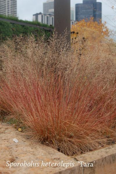 Prairie Dropseed 'Tara' | Grasses | Plants & Flowers | Niemeyer's ...