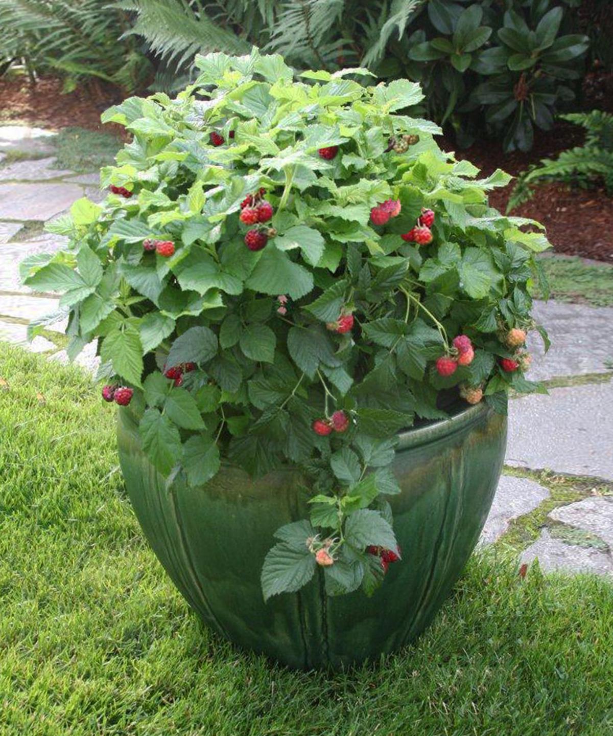 Raspberry 'Raspberry Shortcake' | Vegetables | Plants & Flowers | N...