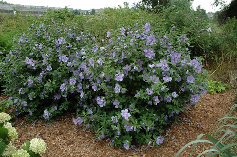 Rose of Sharon 'Blue Chiffon' | Deciduous Shrubs | Shrubs | Plants ...