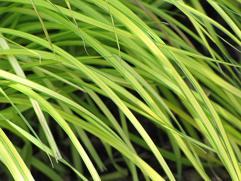 Sedge 'Bowles Golden' | Grasses | Plants & Flowers | Niemeyer's Lan...