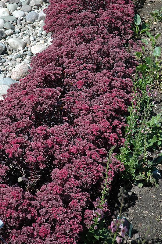 Sedum 'Dazzleberry' | Sun Perennials | Perennials | Plants & Flower...