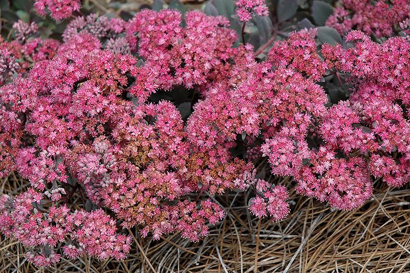Sedum 'Dazzleberry' | Sun Perennials | Perennials | Plants & Flower...
