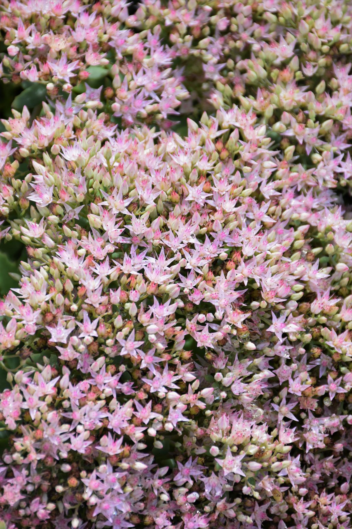 Sedum 'Pure Joy' | Sun Perennials | Perennials | Plants & Flowers
