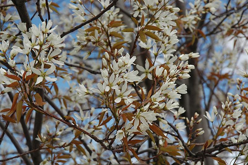 Serviceberry 'Autumn Brilliance' | Ornamental Trees | Trees | Plan...