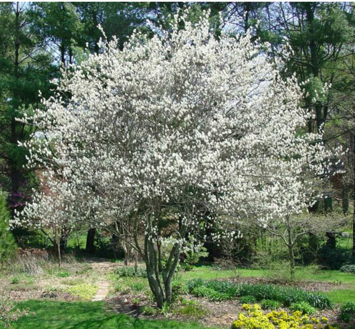 Serviceberry 'Lamarckii' | Ornamental Trees | Trees | Plants & Flowers ...