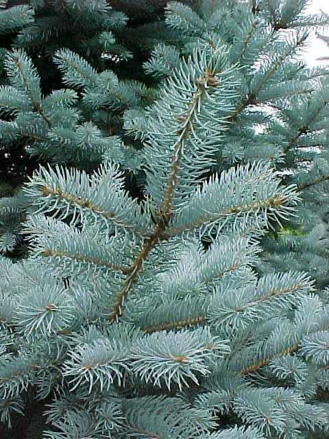 Spruce 'Fat Albert' | Evergreens | Trees | Plants & Flowers | Niem...