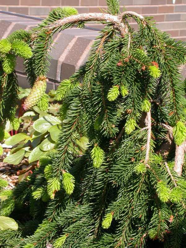 Spruce Norway 'Weeping Pendula' | Evergreens | Trees | Plants & Fl...