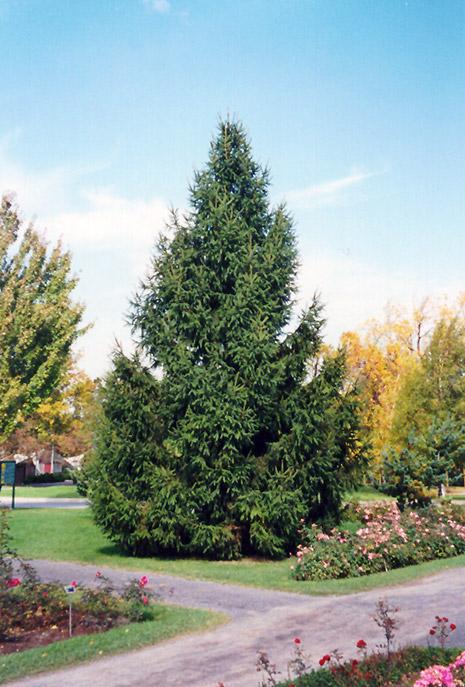 Spruce Norway | Evergreens | Trees | Plants & Flowers | Niemeyer's...