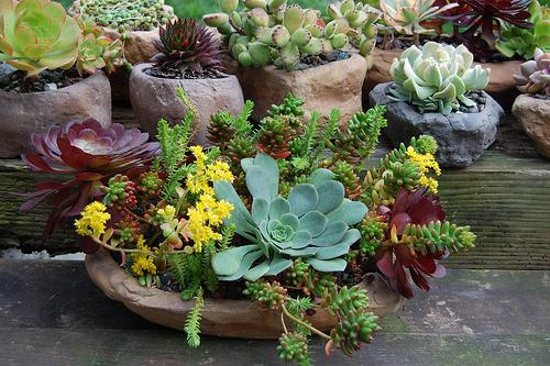 Succulent Collection | Succulents | Annuals | Plants & Flowers | Ni...