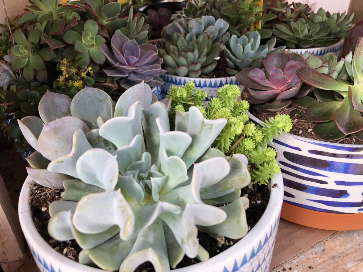 Succulent Collection | Succulents | Annuals | Plants & Flowers | Ni...