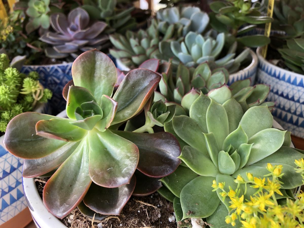 Succulent Collection | Succulents | Annuals | Plants & Flowers | Ni...