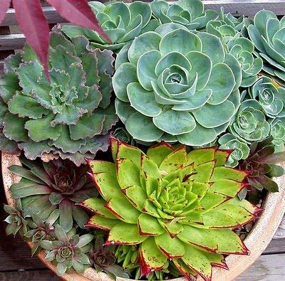 Succulent Collection | Succulents | Annuals | Plants & Flowers | Ni...