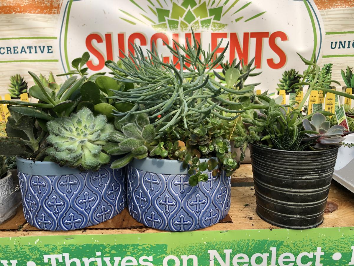 Succulent Collection | Succulents | Annuals | Plants & Flowers | Ni...