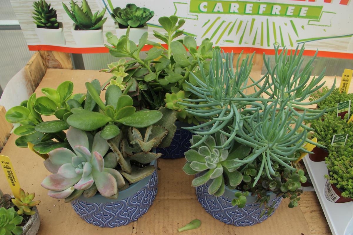 Succulent Collection | Succulents | Annuals | Plants & Flowers | Ni...