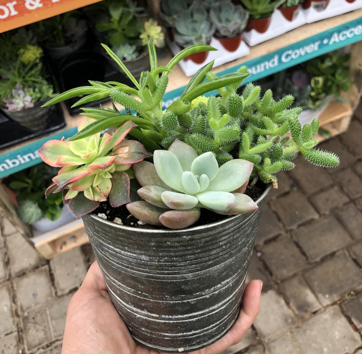 Succulent Collection | Succulents | Annuals | Plants & Flowers | Ni...