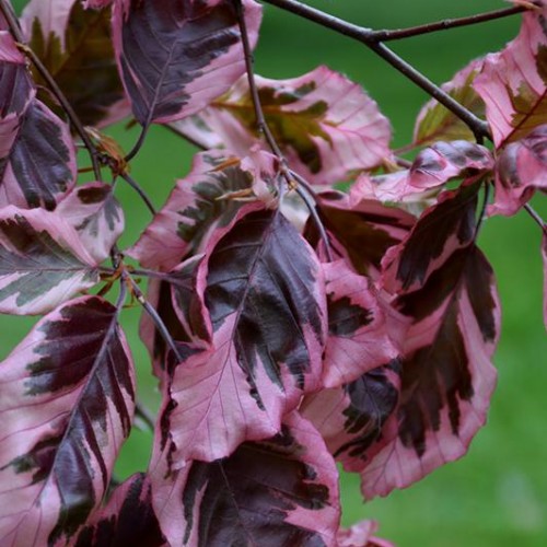 Beech 'Tricolor' | Shade Trees | Trees | Plants & Flowers | Niemey...