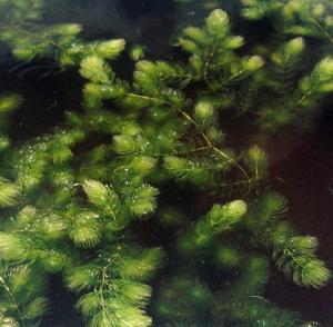 Submerged Weeds - Coontail | Aquatic Weeds and Solution Guide | Ponds ...