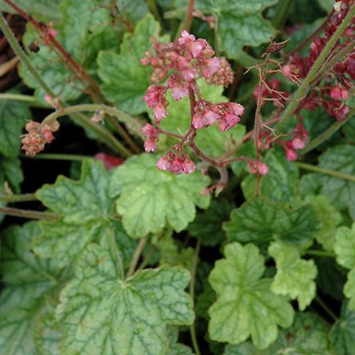 Shade Perennials | Perennials | Plants & Flowers | Niemeyer's Lands...