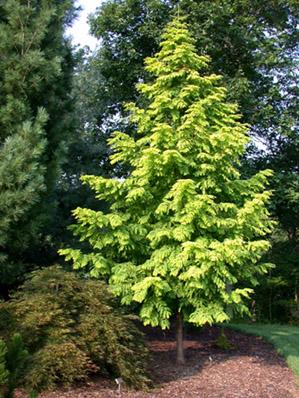 Dawn Redwood 'Gold Rush' | Shade Trees | Trees | Plants & Flowers ...