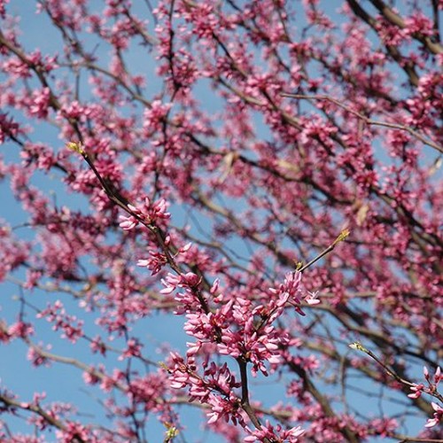 eastern redbud spring