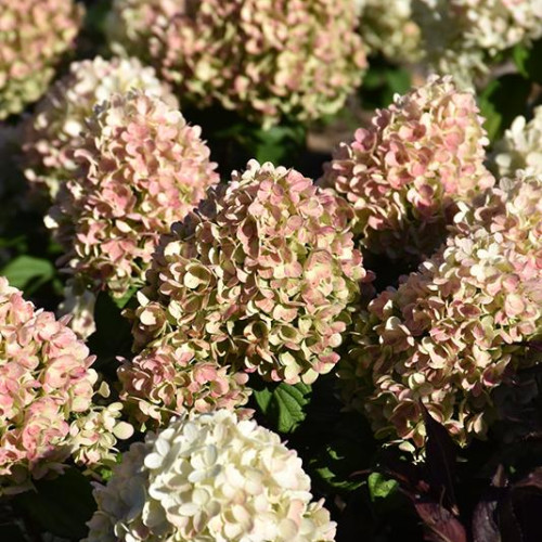 Hydrangea, Panicle 'Little Lime Punch' | Deciduous Shrubs | Shrubs ...