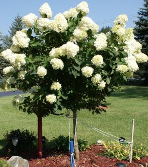Hydrangea Tree 'Limelight' | Ornamental Trees | Trees | Plants ...
