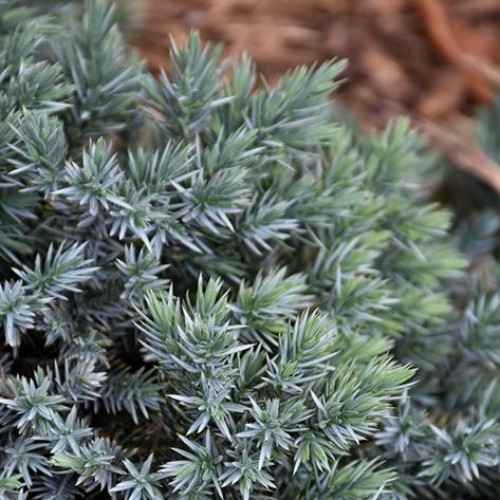 Juniper 'Blue Star' | Evergreen Shrubs | Shrubs | Plants & Flowers ...