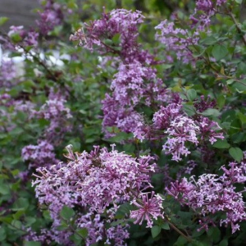 Lilac 'Bloomerang' | Deciduous Shrubs | Shrubs | Plants & Flowers