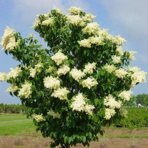 Lilac Tree 'Ivory Silk' | Ornamental Trees | Trees | Plants & Flowers ...