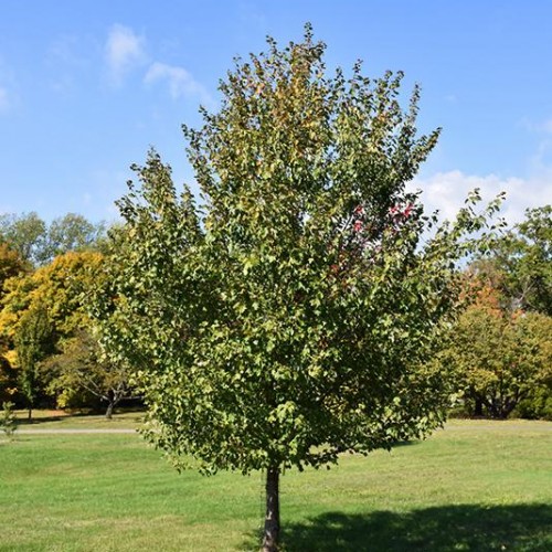 Maple, Red 'Red Sunset' | Shade Trees | Trees | Plants & Flowers