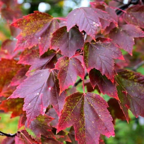 Maple, Red 'Red Sunset' | Shade Trees | Trees | Plants & Flowers