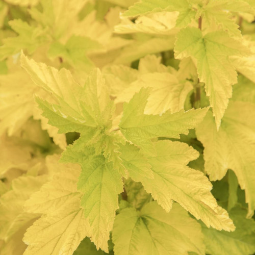 Ninebark 'Lemon Candy' | Deciduous Shrubs | Shrubs | Plants & Flowe...