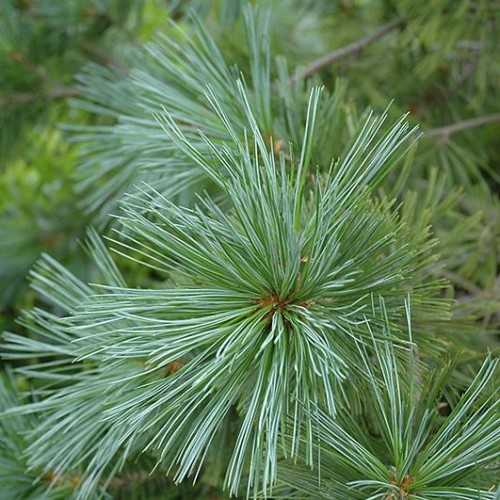 Pine 'Vanderwolf's Pyramidal' | Evergreens | Trees | Plants & Flow...