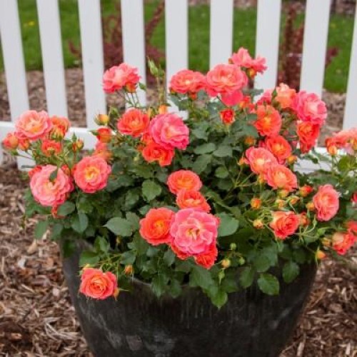 Rose 'Coral Cove' | Deciduous Shrubs | Shrubs | Plants & Flowers