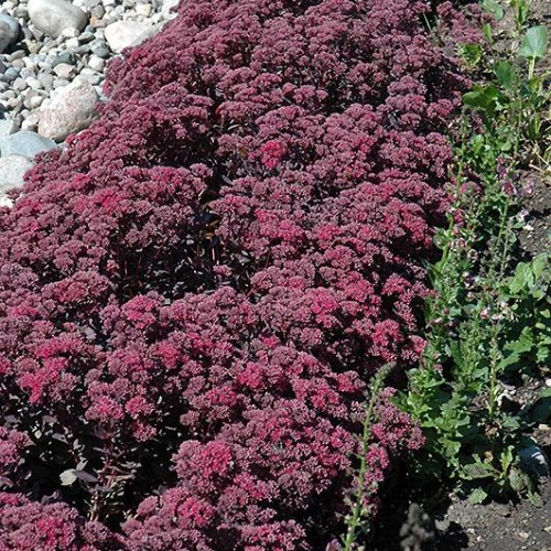Sedum 'Dazzleberry' | Sun Perennials | Perennials | Plants & Flower...