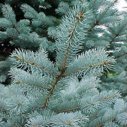 Spruce 'Fat Albert' | Evergreens | Trees | Plants & Flowers | Niem...