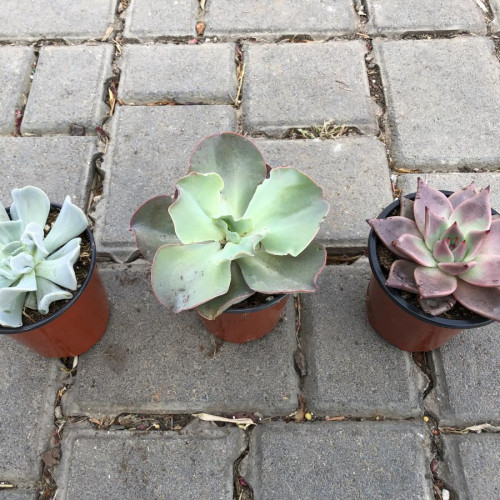 Succulent Collection | Succulents | Annuals | Plants & Flowers | Ni...