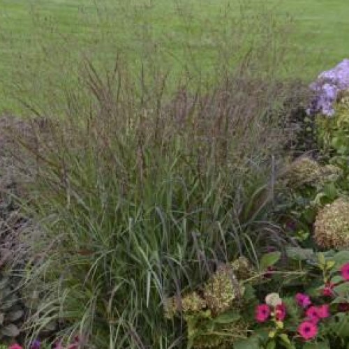 Switchgrass 'Cheyenne Sky' | Grasses | Plants & Flowers | Niemeyer'...