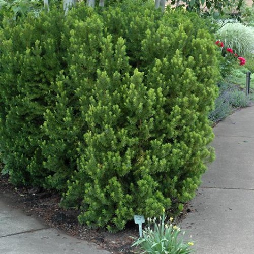 Evergreen Shrubs | Shrubs | Plants & Flowers | Niemeyer's Landscape ...